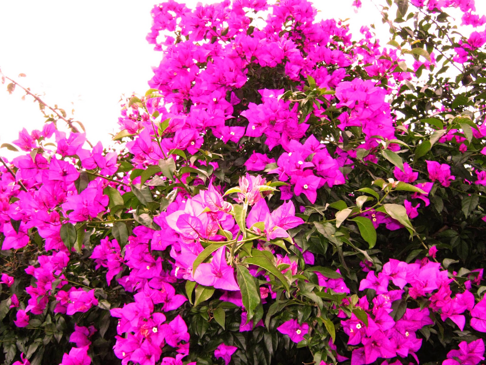 Your SEO optimized title