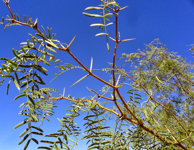 danger garden: This weeks favorite, the Mesquite Tree...