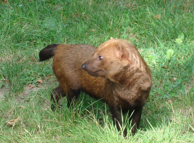 The Jungle Store: Bush Dogs