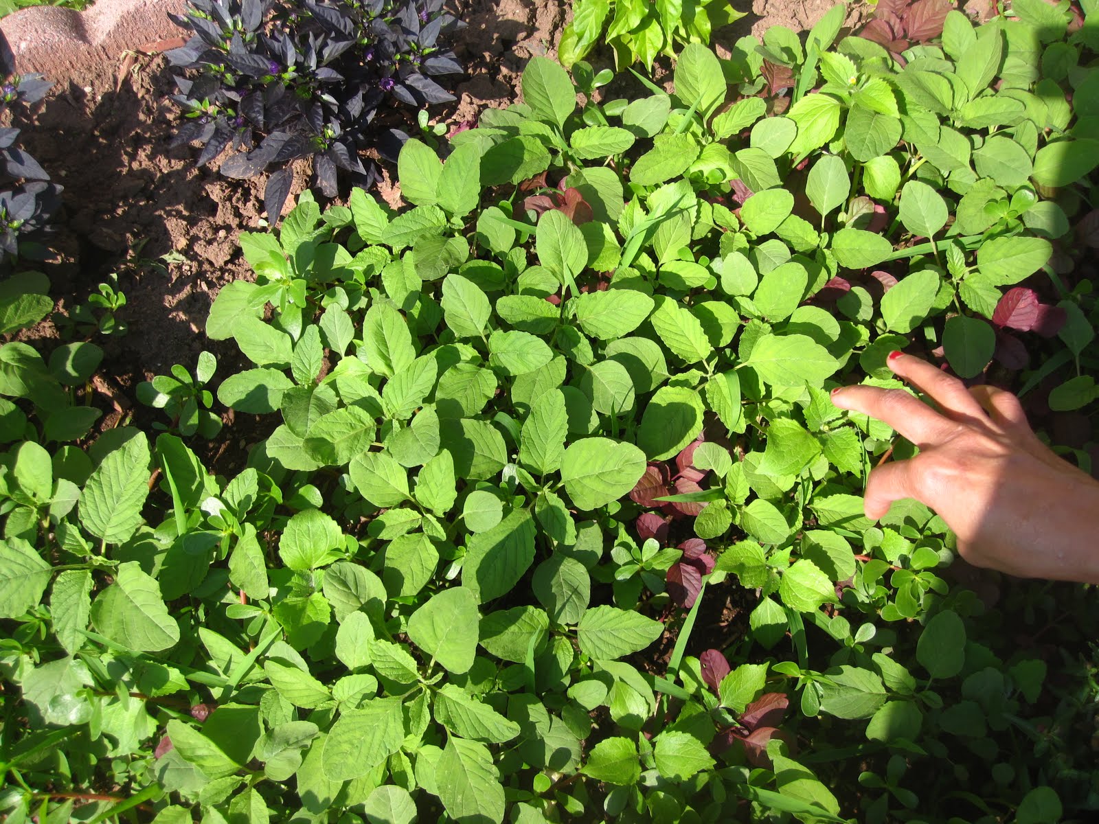 Gol Morich: Shaag Bhaji