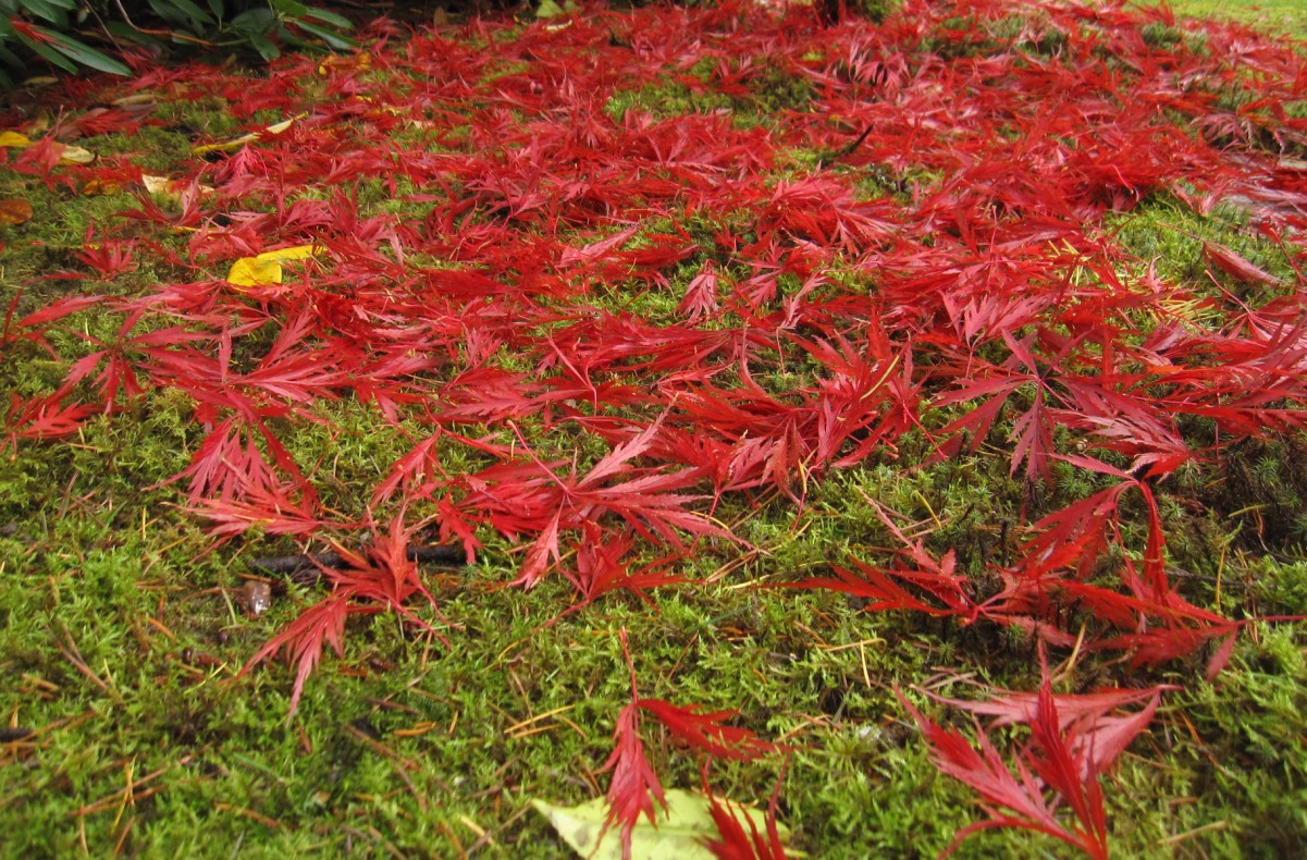 Arrowhead Alpines Blog: Plants of Portland