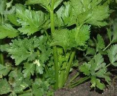 Manfaat Daun Seledri Untuk Kesehatan Dan Kecantikan | Lifestyle News ...