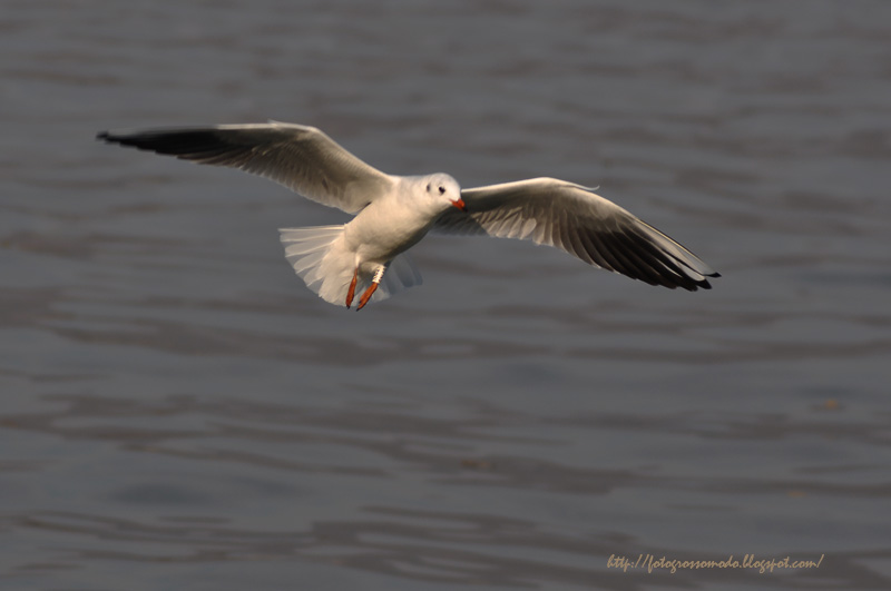 In linii mari: noiembrie 2011