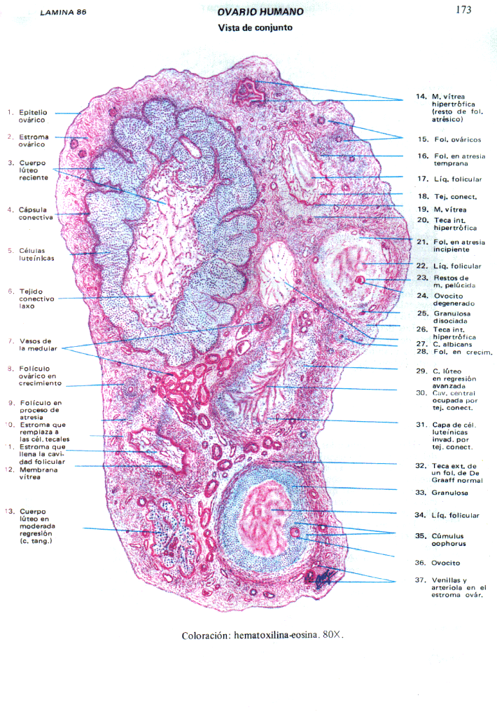 MackPsico: Atlas de Histologia - Di Fiore [testículo e ovário]