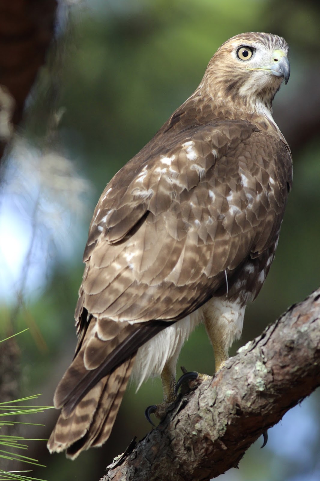 Photographicbirdlistomania: Red-tailed Hawk (Buteo jamaicensis ...