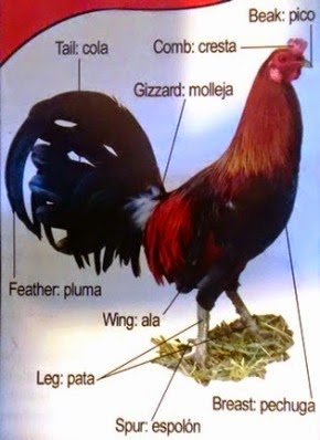 INGLES EN LOS GALLOS DE PELEA ingles para galleros y comunicarse con el ...