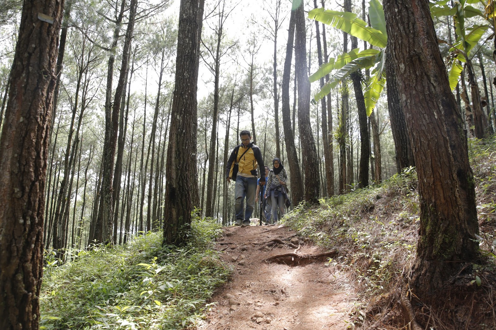 Puncak Becici, Spot Romantis di Hutan Pinus Imogiri Jogja