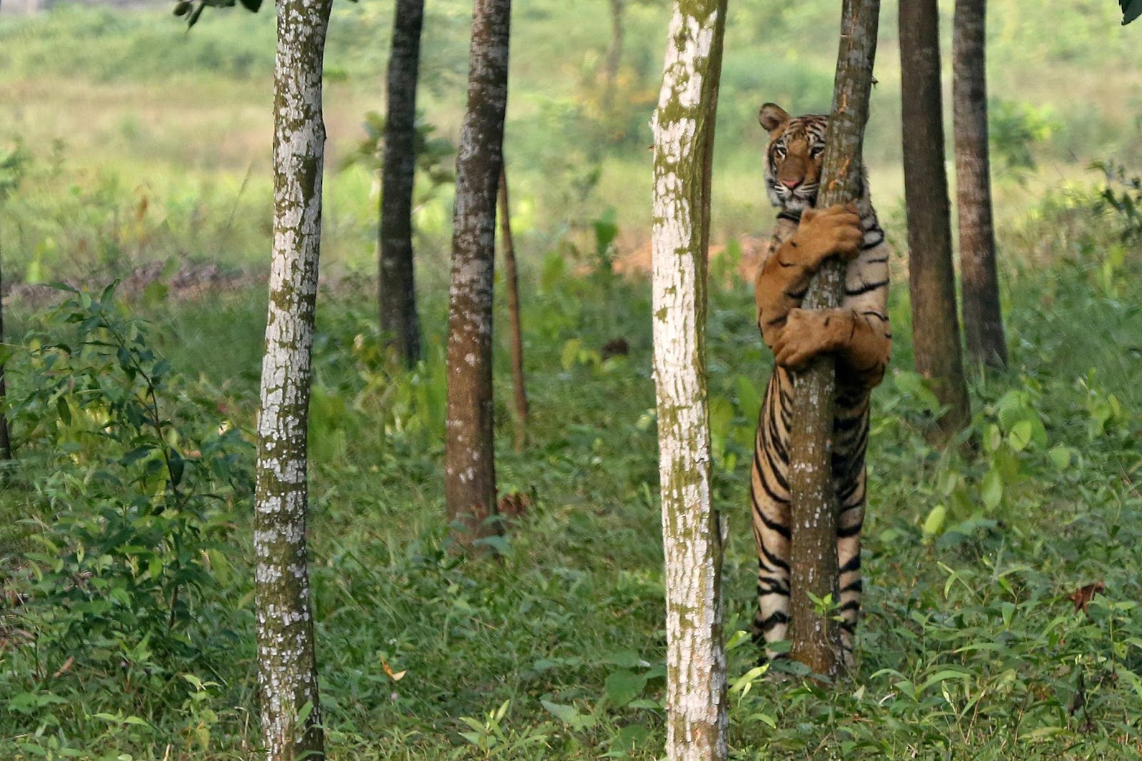 Bhawal National Park | Beautiful Places