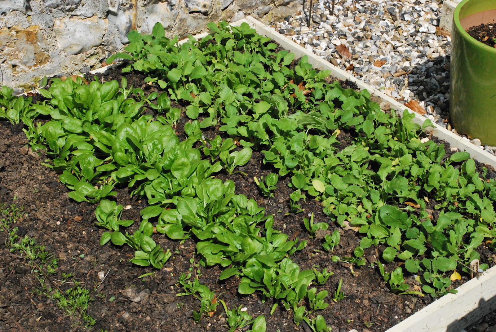 Children, Clothes, Crafts and Conversation: Garden - The Vegetable Patch