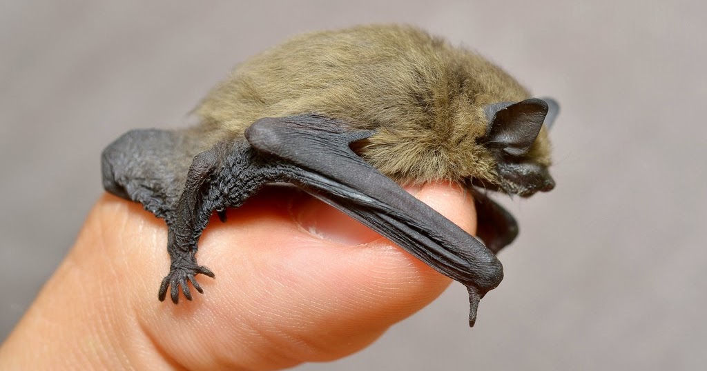 Species of UK: Week 59: Pipistrelle bats ('Pipistrellus')