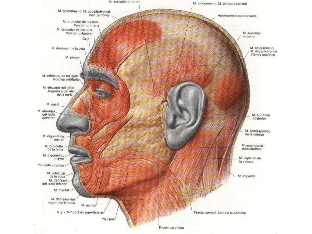 PPT Cara y Cuello PowerPoint Presentation, free download ID2171355