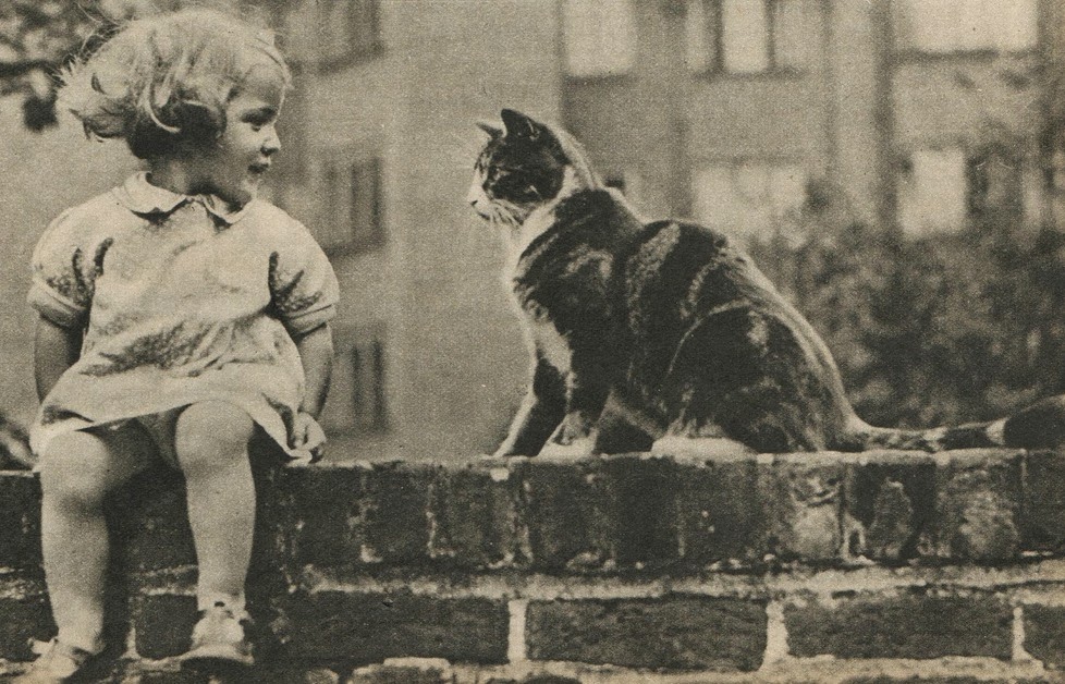 Vintage Photos of Cats From the 1950s ~ Vintage Everyday
