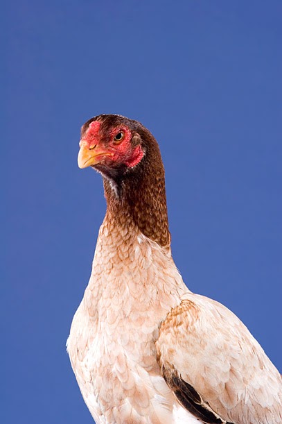 Fighting Rooster: Asil Breed