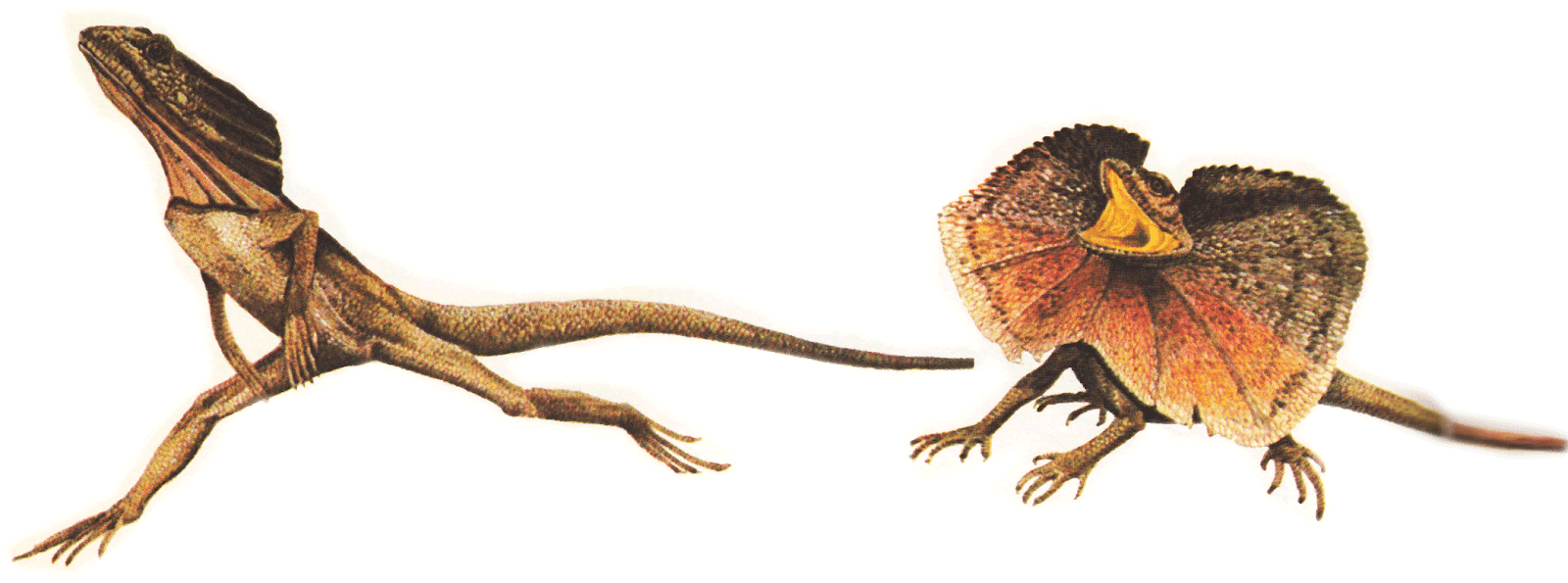 ΚΡΟΣΣΩΤΗ ΣΑΥΡΑ (FRILLED LIZARD) photos - wallpapers (ανανεωμένο) | the ...