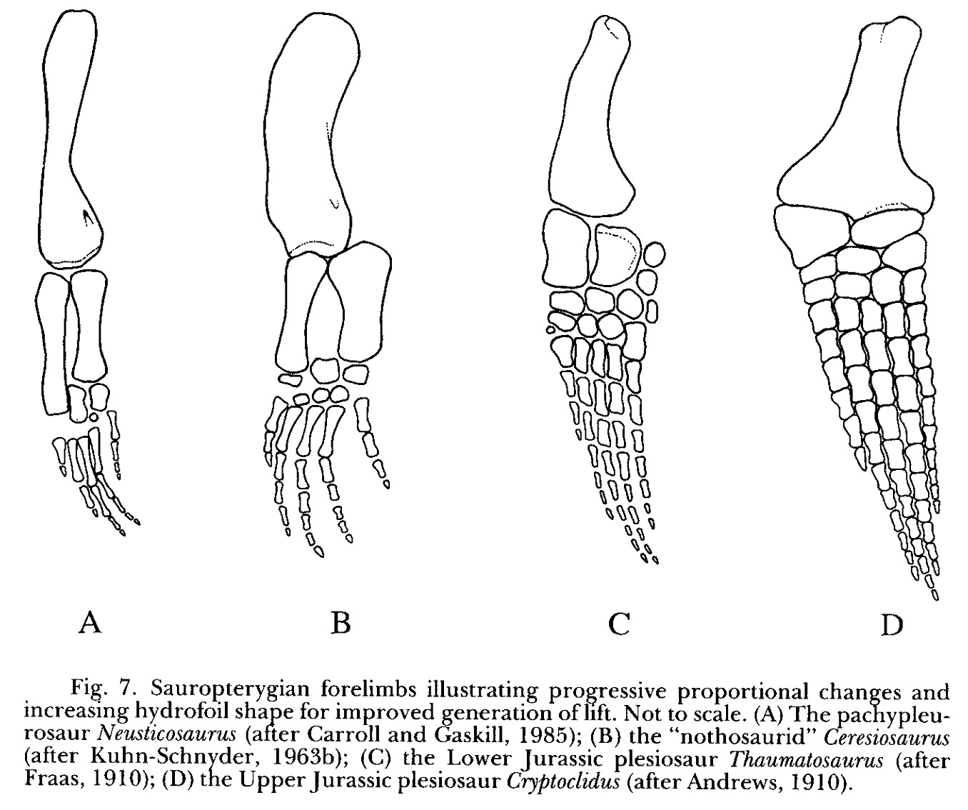 Mark P. Witton's Blog: Plesiosaurs on the rocks: the terrestrial ...