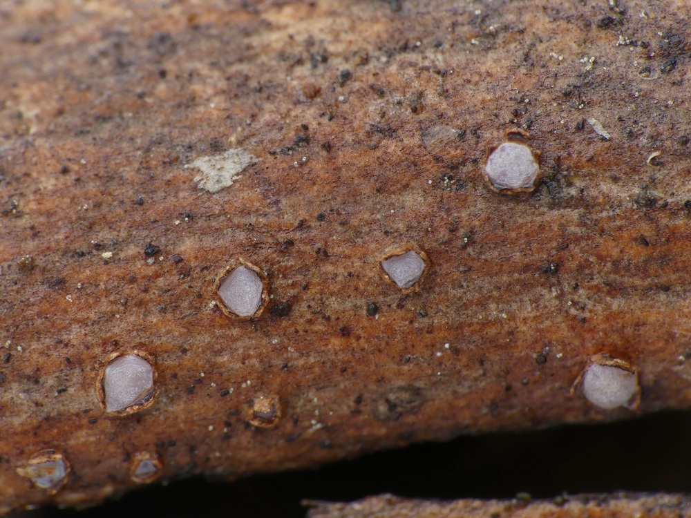 Propolis farinosa (Pers.) Fr. • CEMAS Orden Rhytismatales