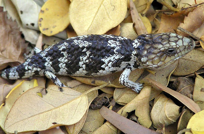 A Perth Bird Diary: Story of the baby bobtail lizard