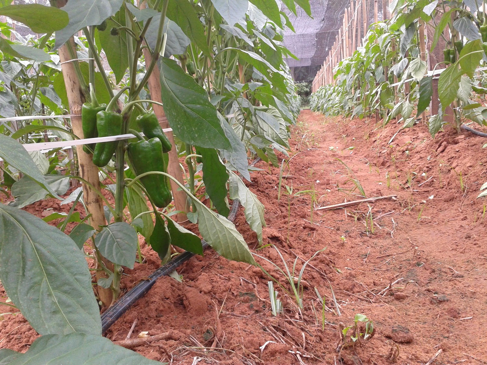 Paraguay: un milagro americano!: Locote paraguayo con calidad de ...