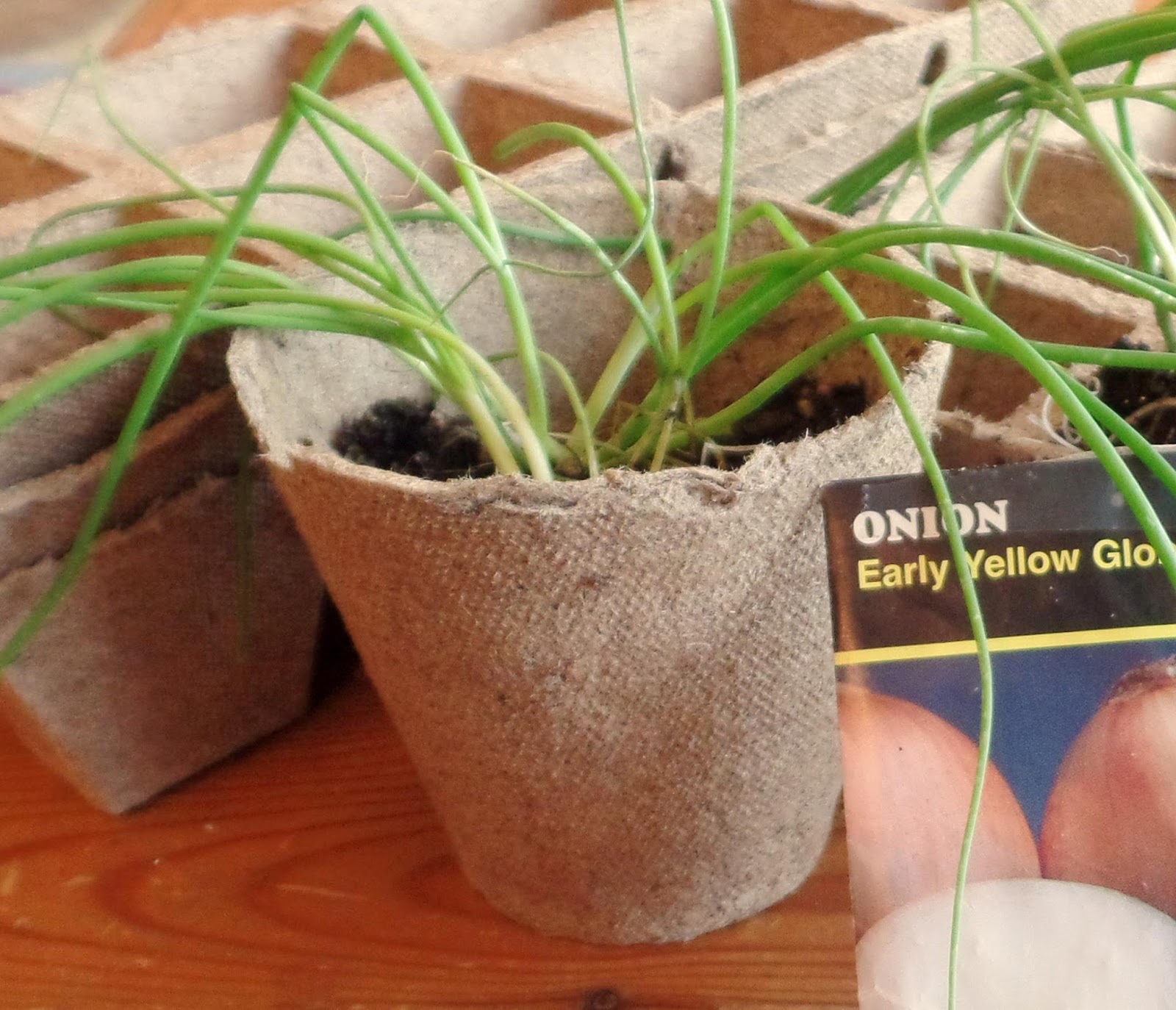 BJ's Homeschool : Homeschool Elementary Science with FUN Unit Study in ...