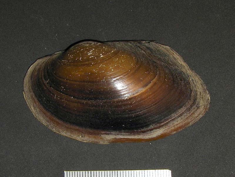 Biology of Animals: Lamellidens sp. (sea shell)