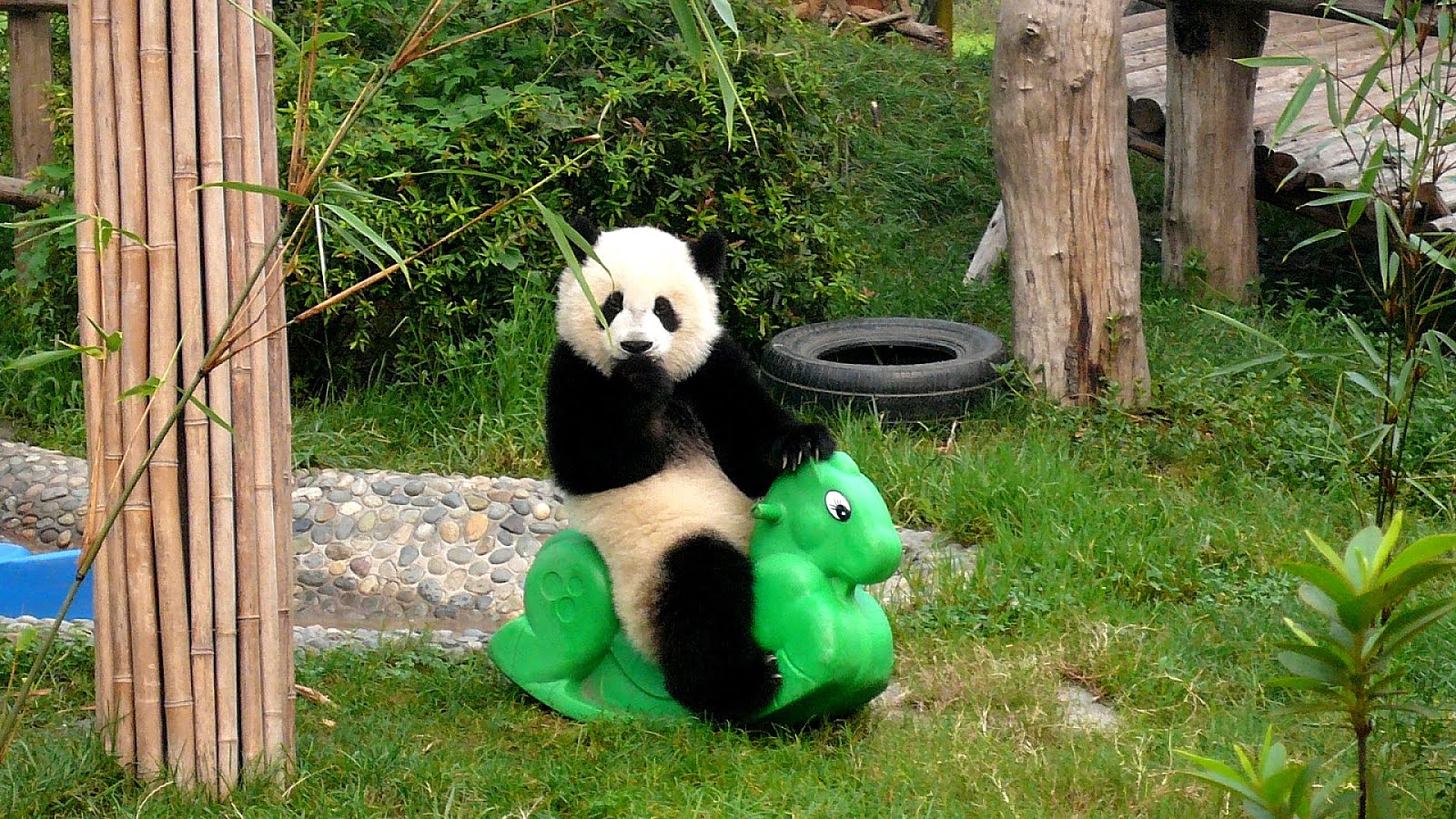 Are Pandas Endangered Animals - Danger Choices
