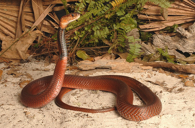 Red Spitting Cobra ~ Venomous Snakes
