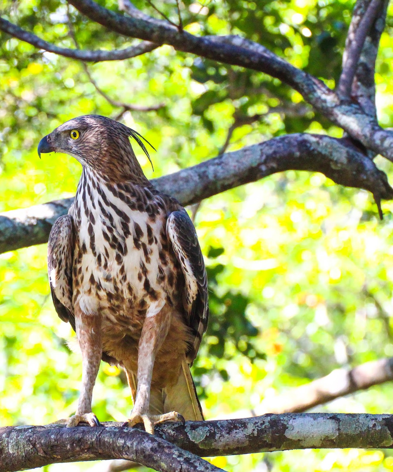 Cannundrums: Sri Lankan Crested Serpent Eagle