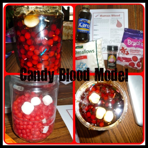 Human Anatomy Circulatory System