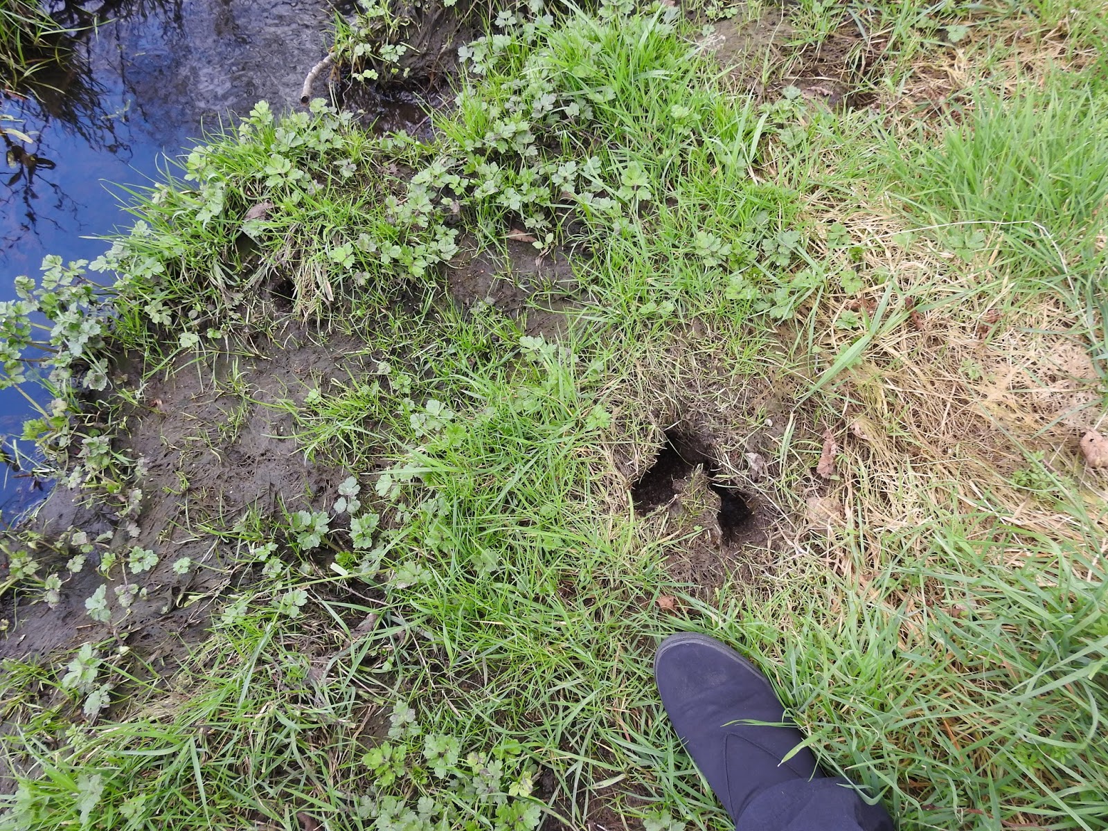 About a Brook: Hares and Burrows