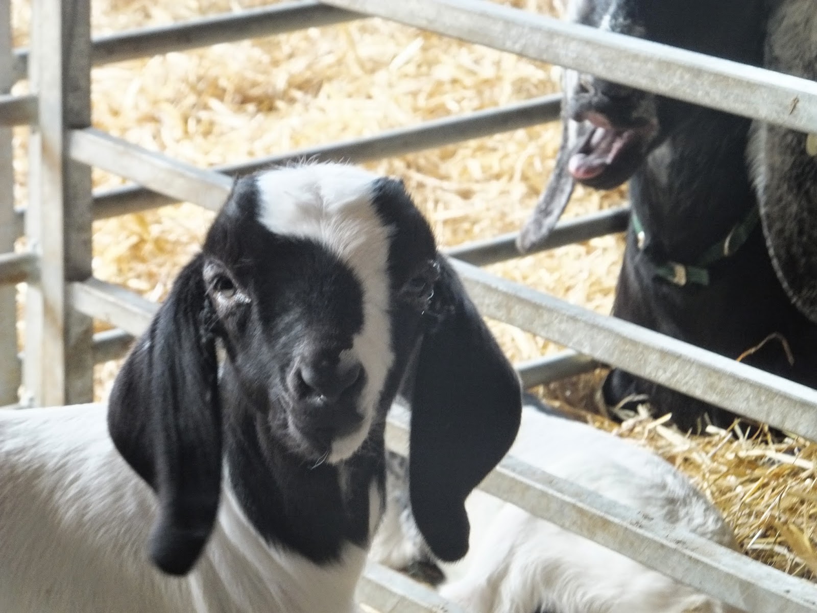 Bure Valley Farm