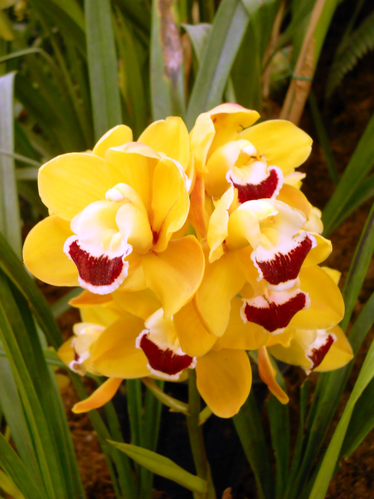 My Little World: Orchids...Orchids and Orchids ...Flowers of Sikkim