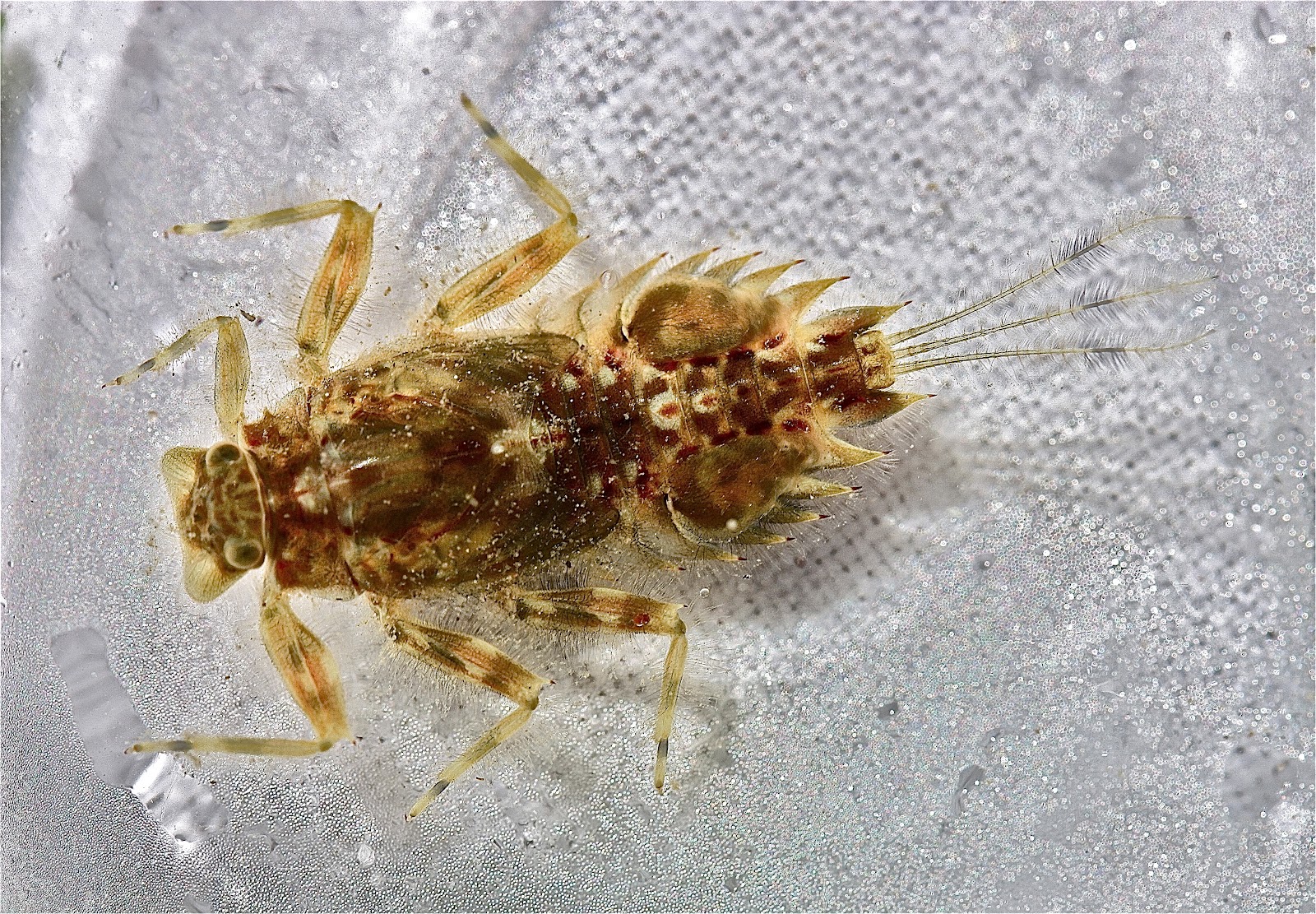 Aquatic Insects of Central Virginia: EPT Species List for Central ...