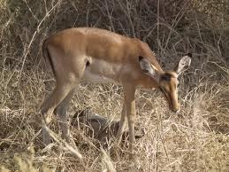Aepyceros Melampus Animals | Amazing Facts & Latest Pictures | All ...