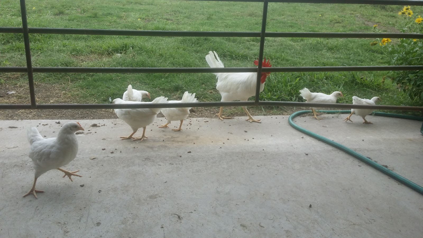 Snow Farm Blog: Ideal 236 Chickens