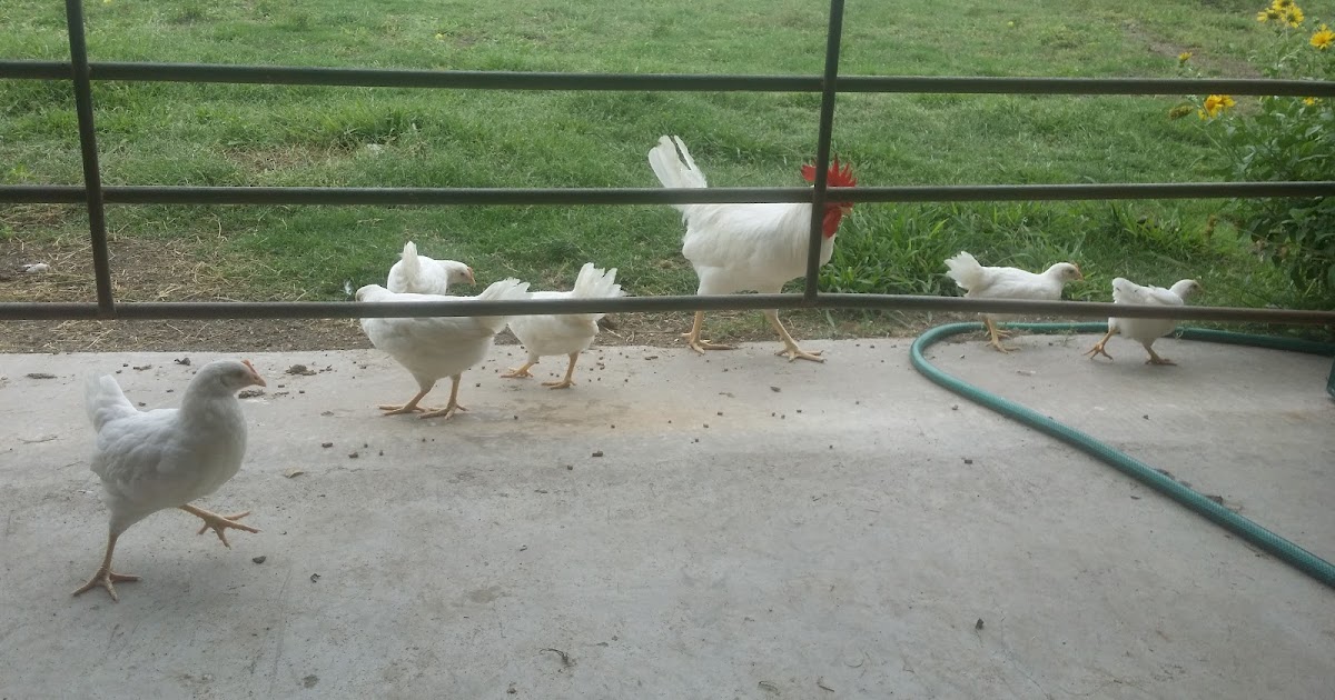 Snow Farm Blog: Ideal 236 Chickens