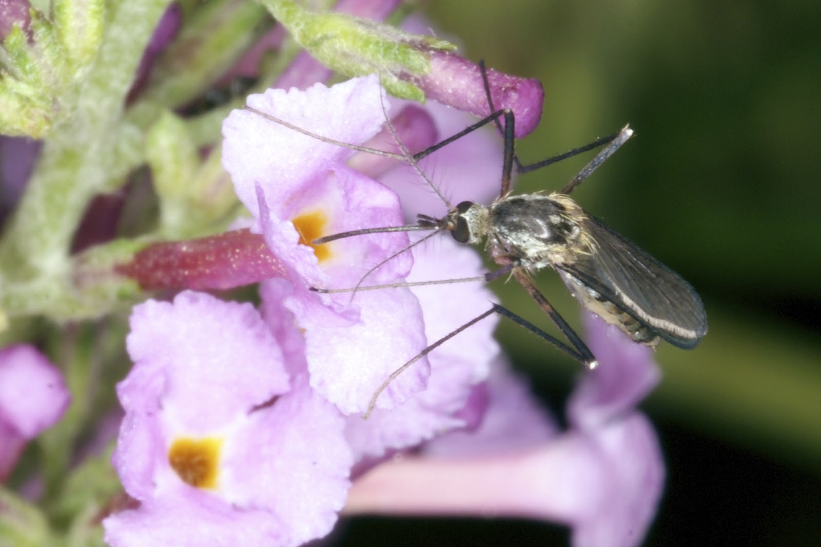 Arthro-Pod: Arthro-Pod Episode 35 Insects and Arachnids in Folklore