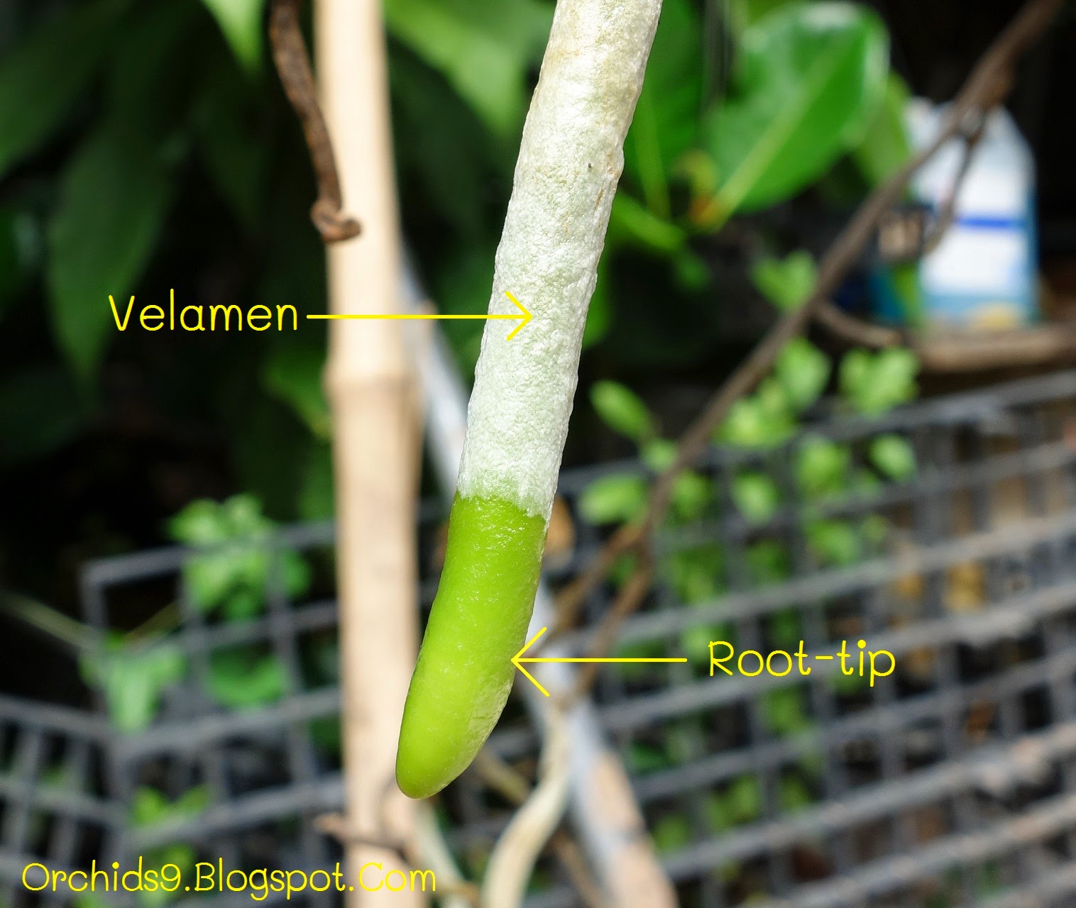 Orchids Flowers Pictures Bulbophyllum Vanda Cattleya Cymbidium ...