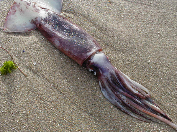 Katareina: Giant squid Facts