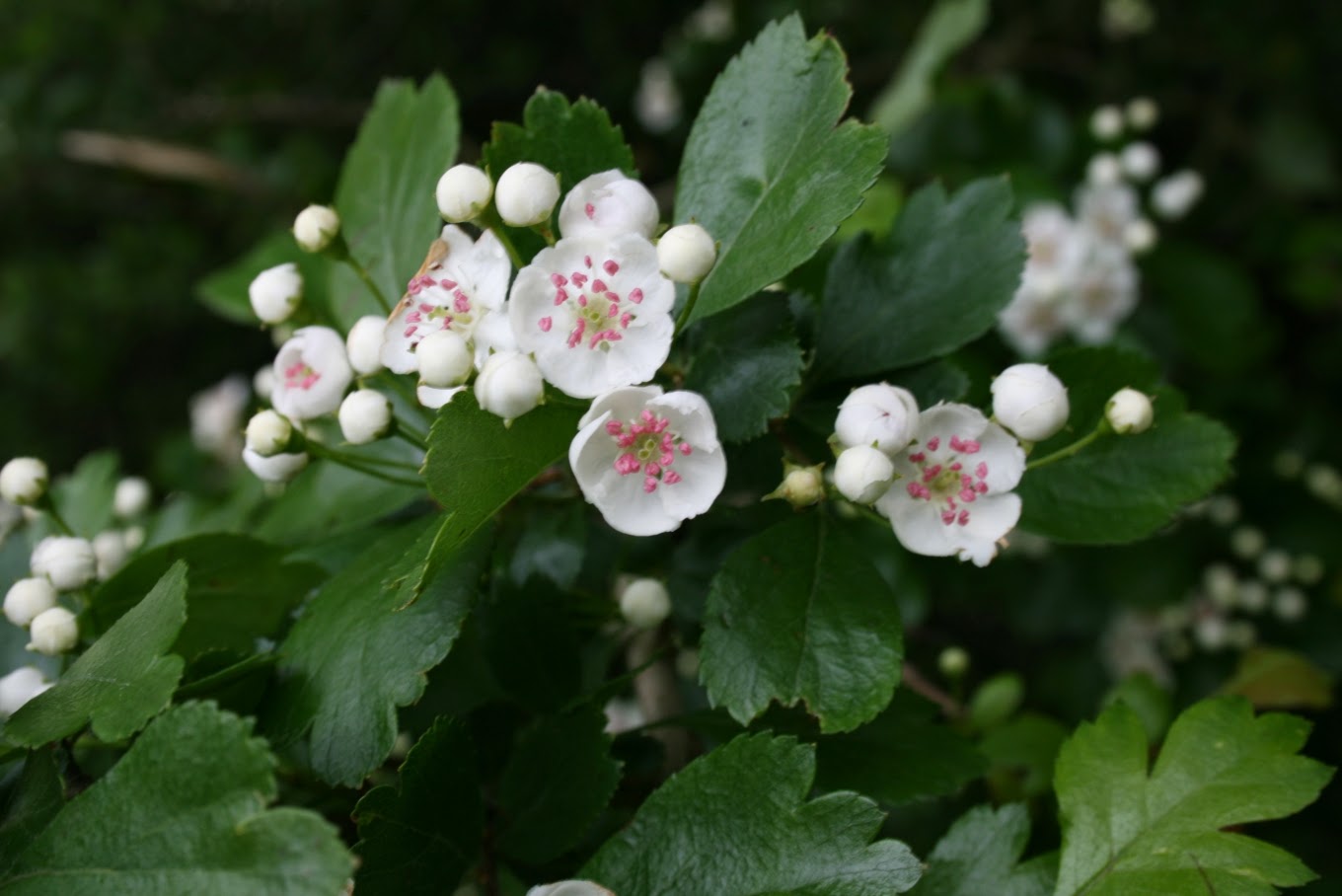 Glog bijeli ( Crataegus oxyacantha L.) - Narodno liječenje biljem