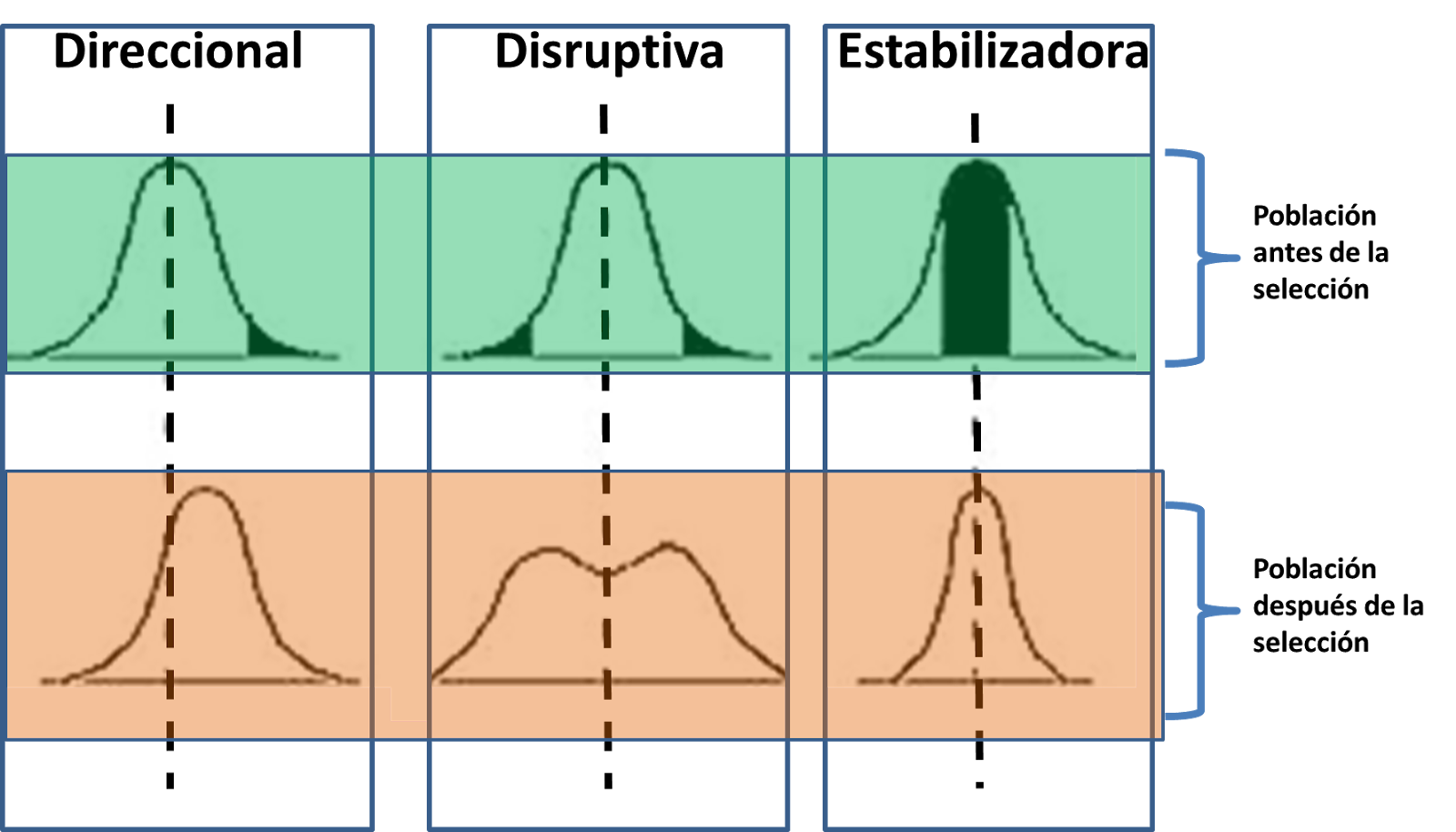 El Salón Mecanismos De Evolución