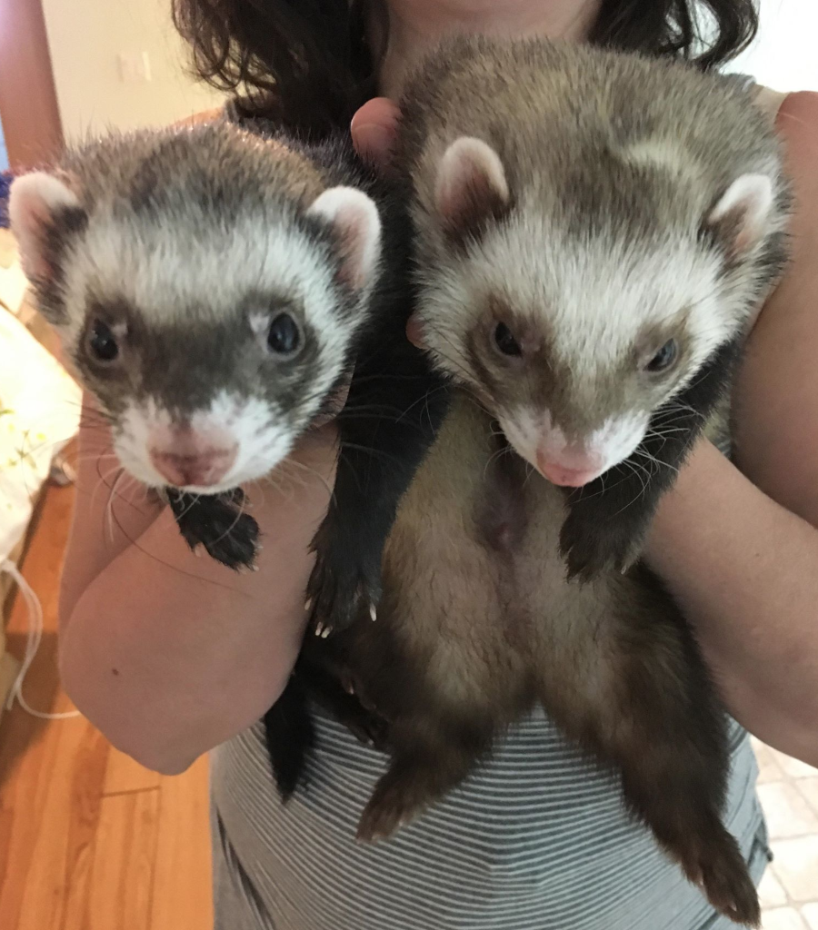 Ferrets North Adoptables