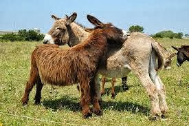 Donkey's world: Ethology