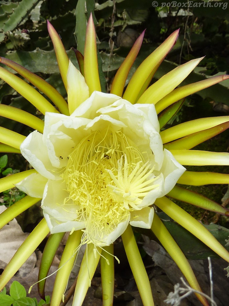 The Travelers: Nicaragua – Miraflor, A humbling experience