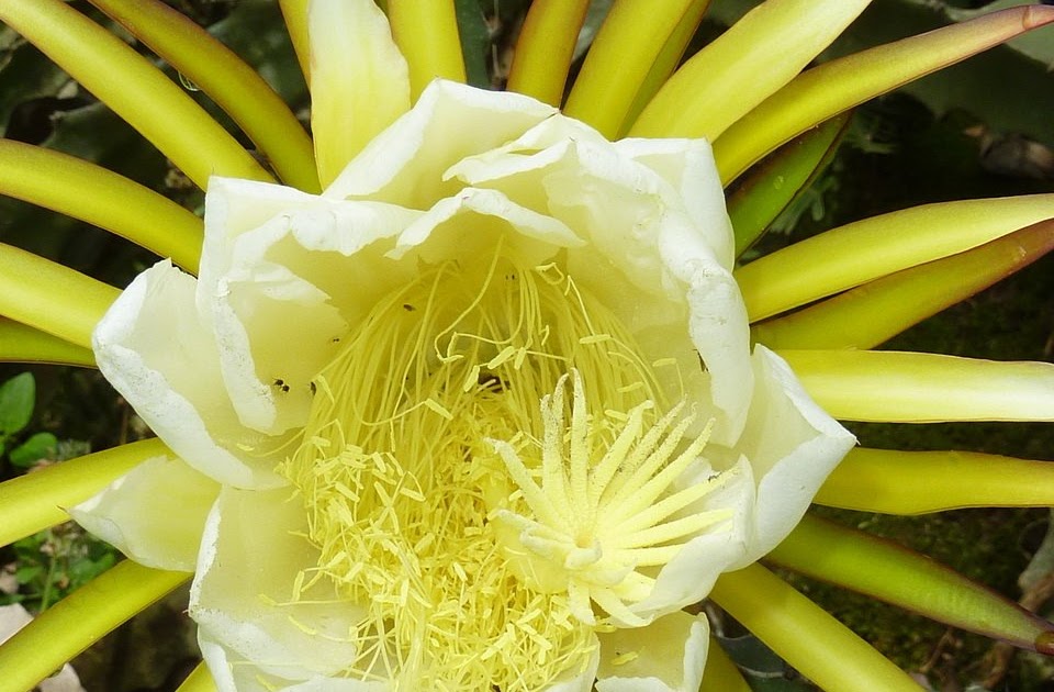 The Travelers: Nicaragua – Miraflor, A humbling experience