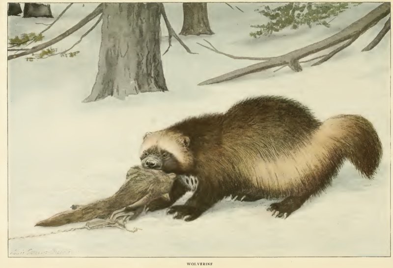 Abe's Animals: Pictures of the 21 most amazing British extinct mammals