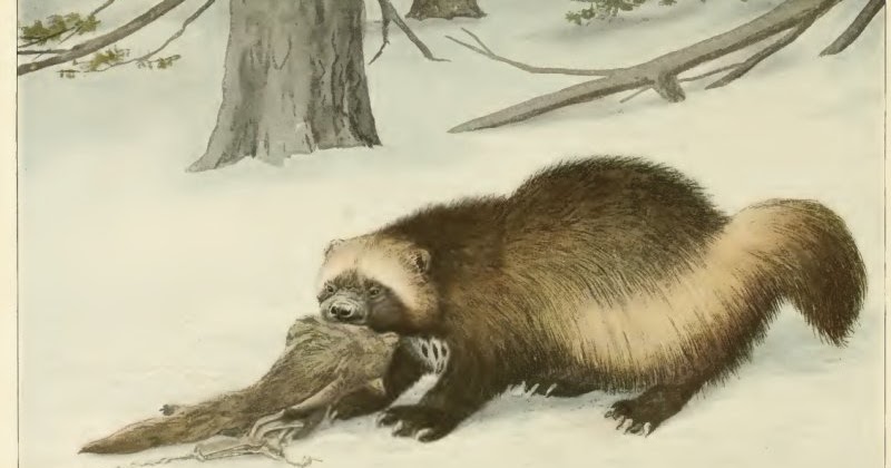 Abe's Animals: British wolverines