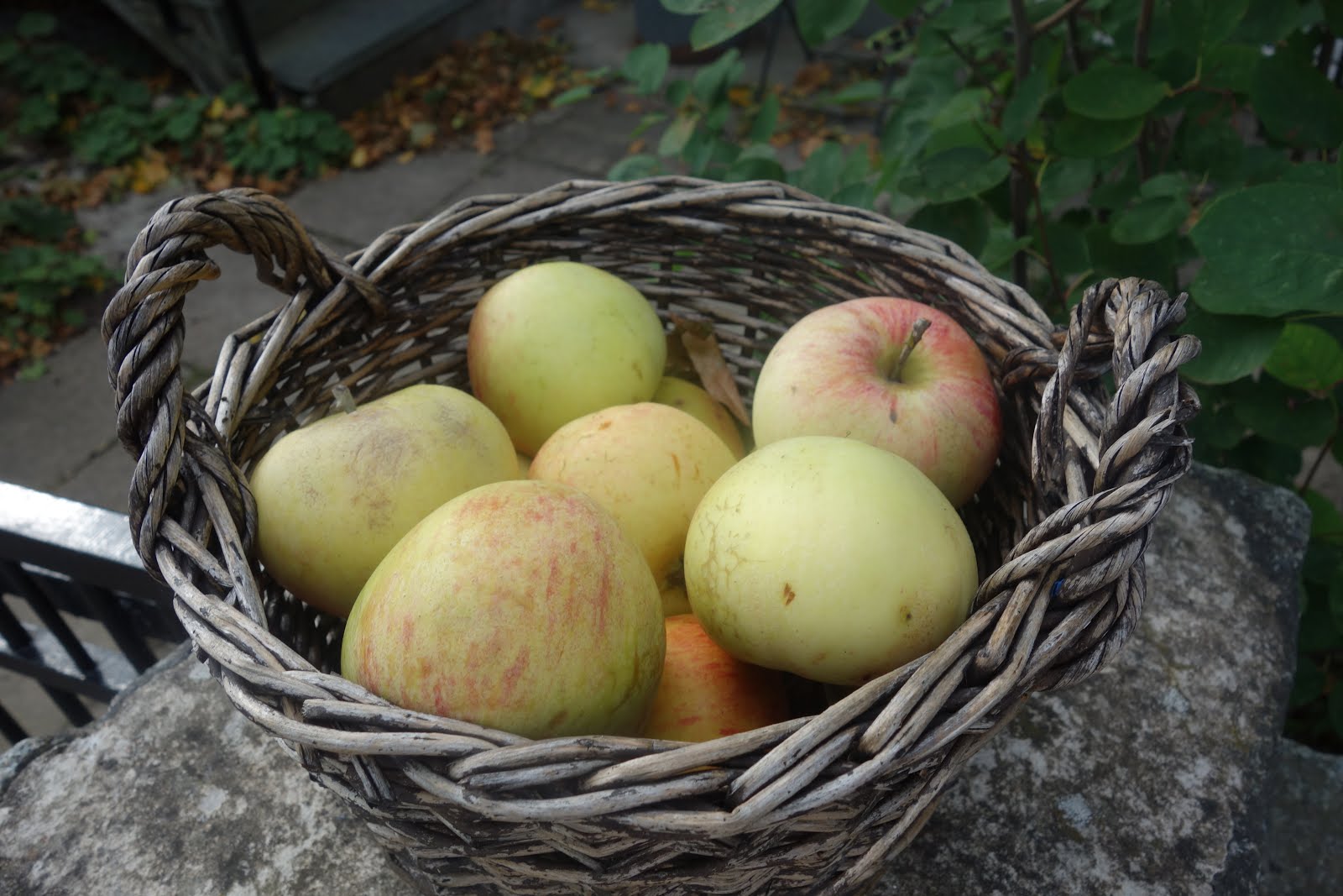 Svenska äpplen: september 2016