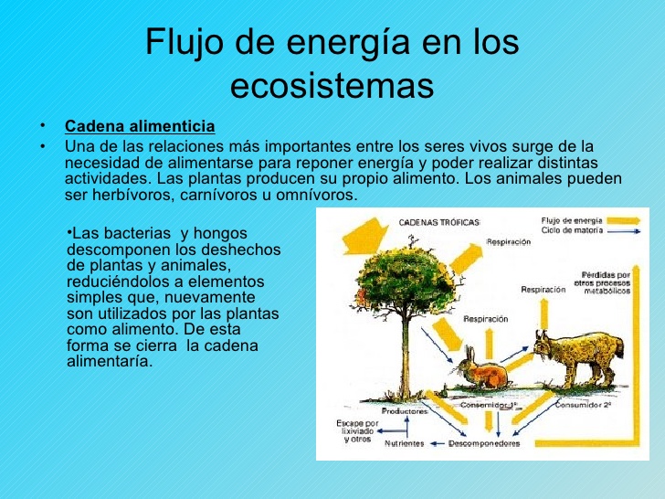 TICS: EL FLUJO DE ENERGÍA Y NUTRIENTES EN LOS ECOSISTEMAS