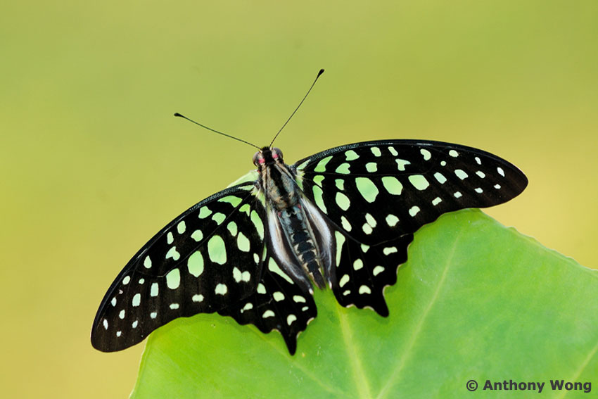 Butterflies of Singapore: The Singapore Jays