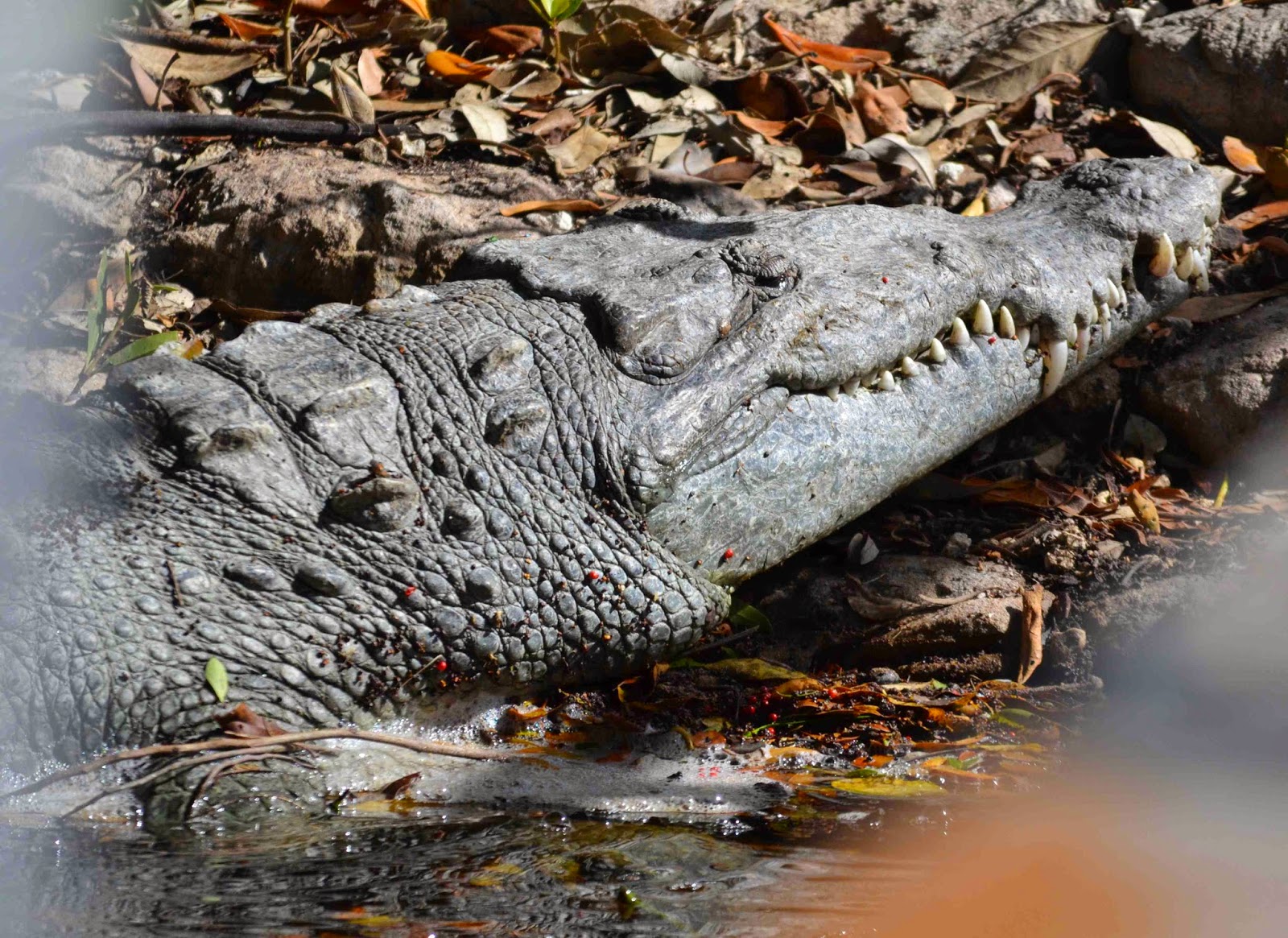Wright in the Heart of the Wild: Gators Vs. Crocs